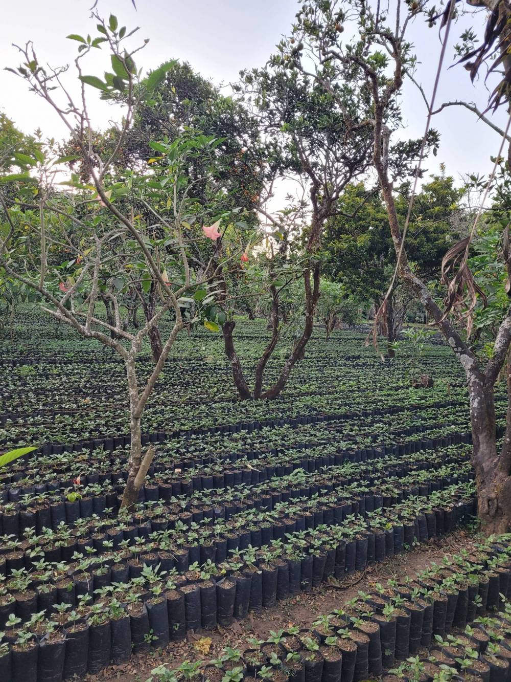 Finca San Ramon - Le Piantagioni Del Caffè