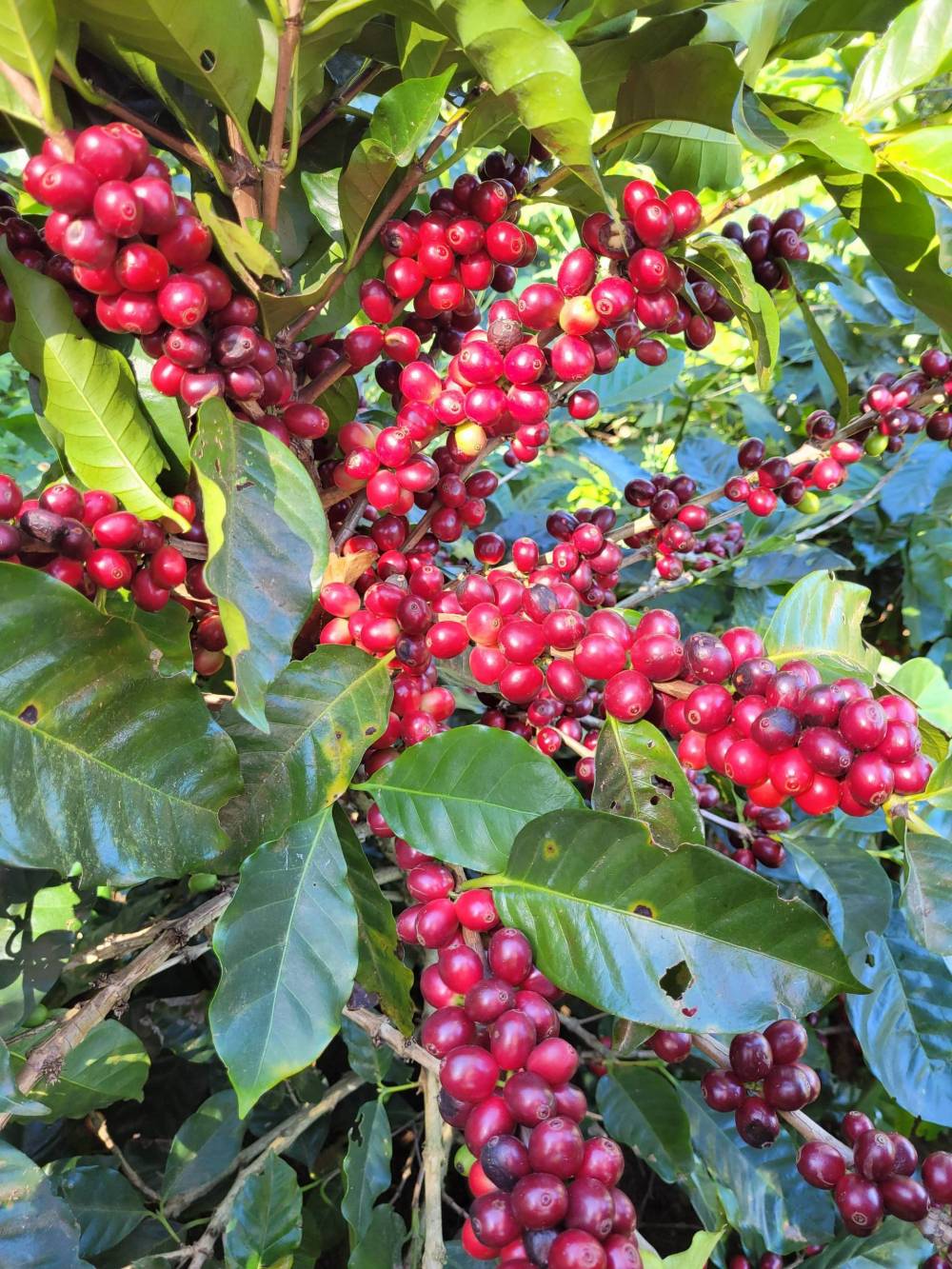 Finca San Ramon - Le Piantagioni Del Caffè