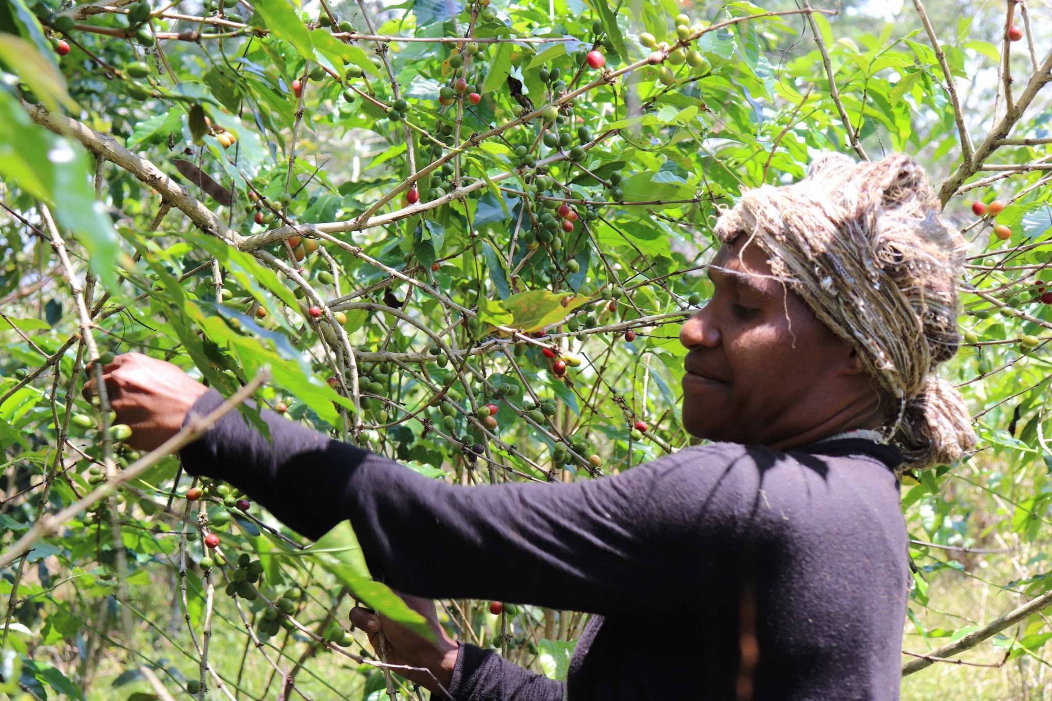 Ulya Coffee Mill | Le Piantagioni Del Caffè